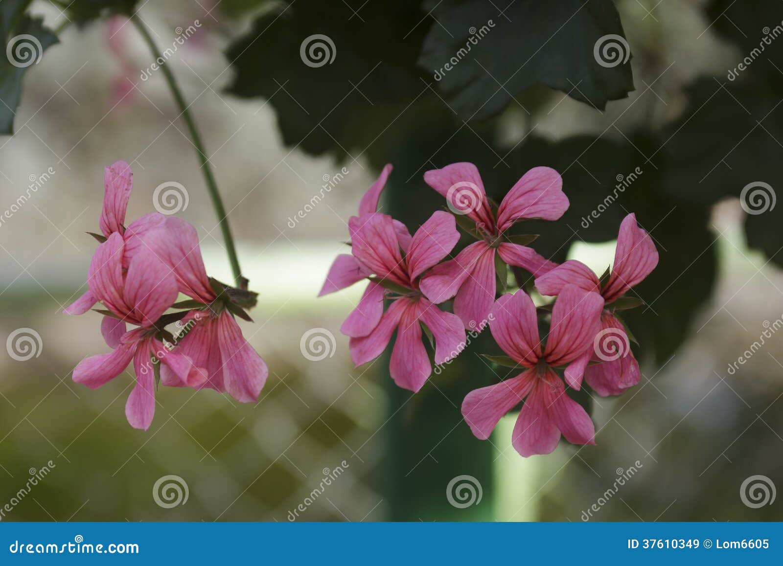 Geranium beautiful stock image. Image of summer, spring - 37610349