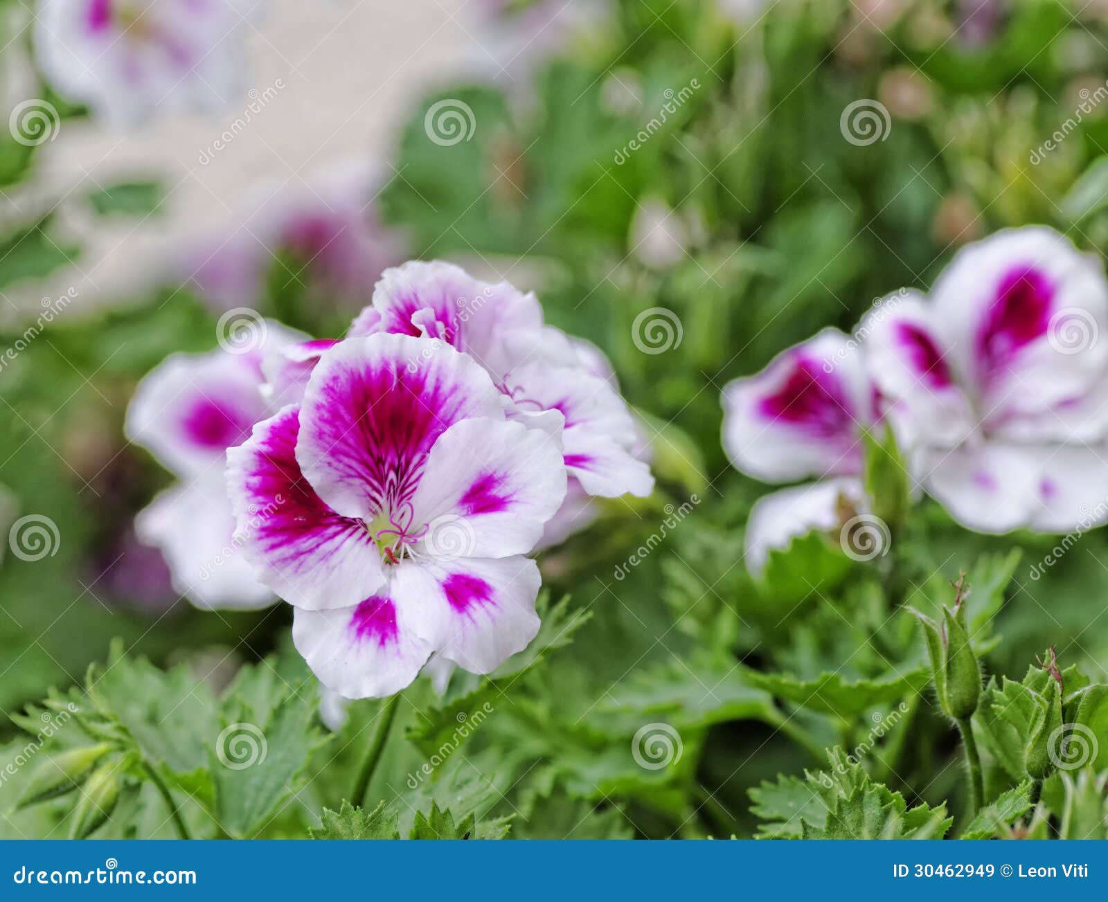 Geranium stock image. Image of color, temperate, garden - 30462949