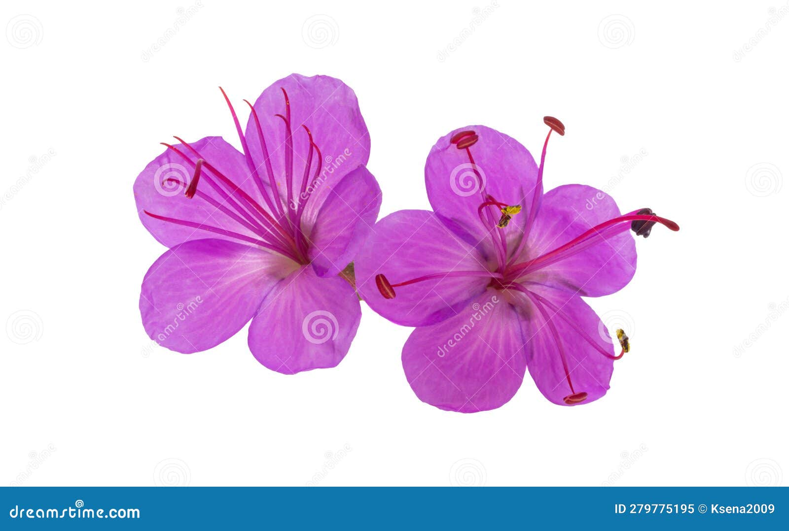 Geranium Bohemicum Isolated Stock Image - Image of summer, blooming ...