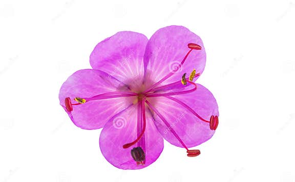 Geranium Bohemicum Isolated Stock Photo - Image of rose, bloom: 279775200