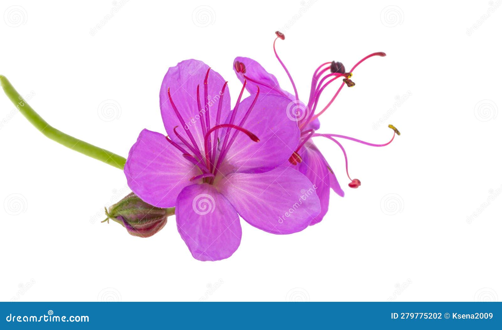 Geranium Bohemicum Isolated Stock Photo - Image of white, bloom: 279775202