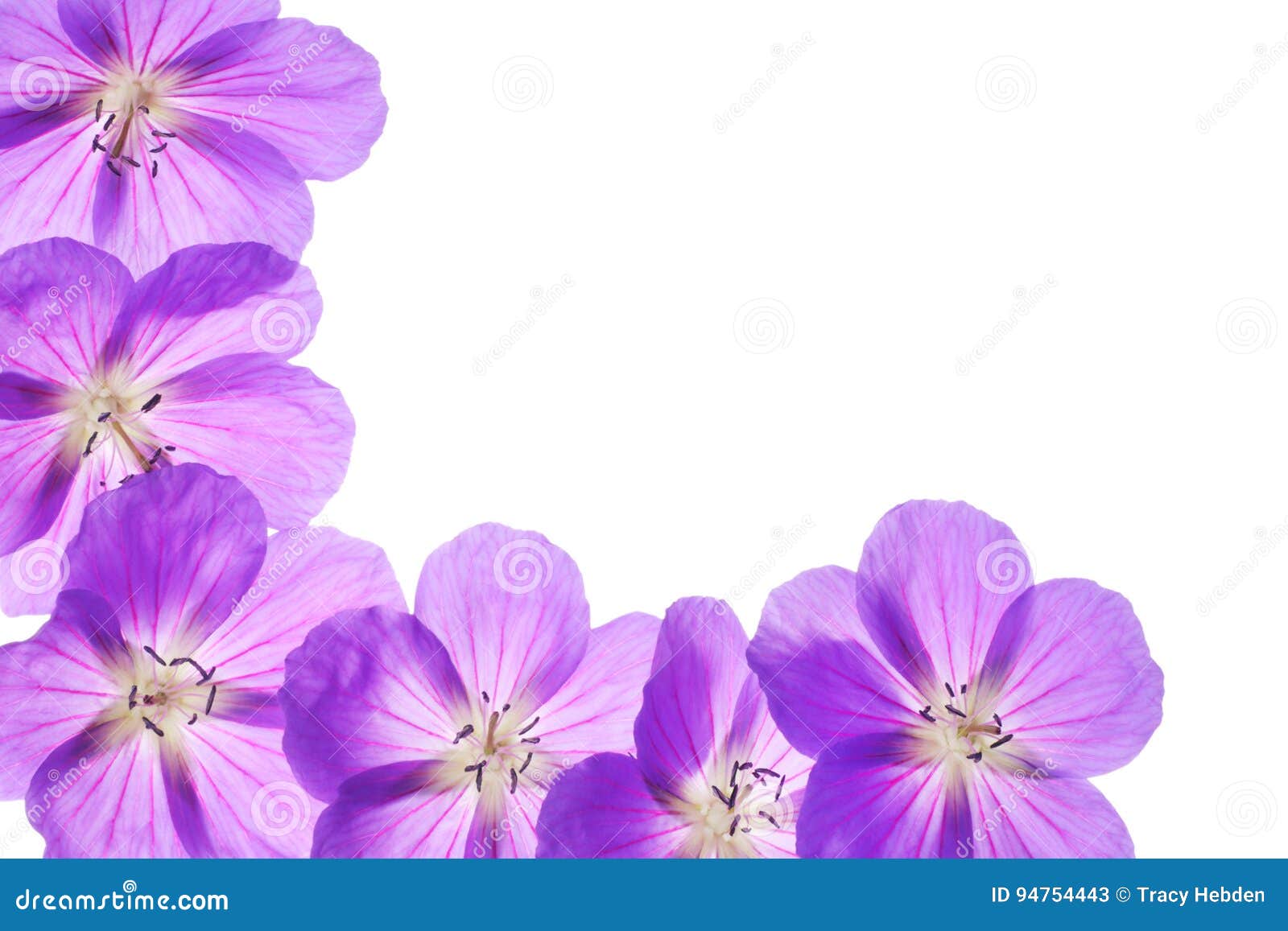 Geranium border stock image. Image of cottage, copy, bright - 94754443