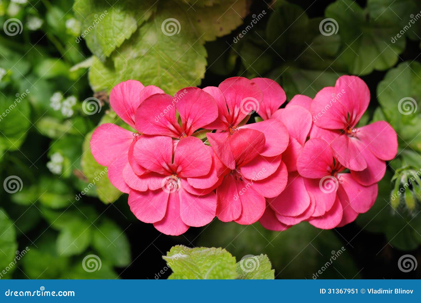 Geranium stock image. Image of petal, plant, nature, leaves - 31367951
