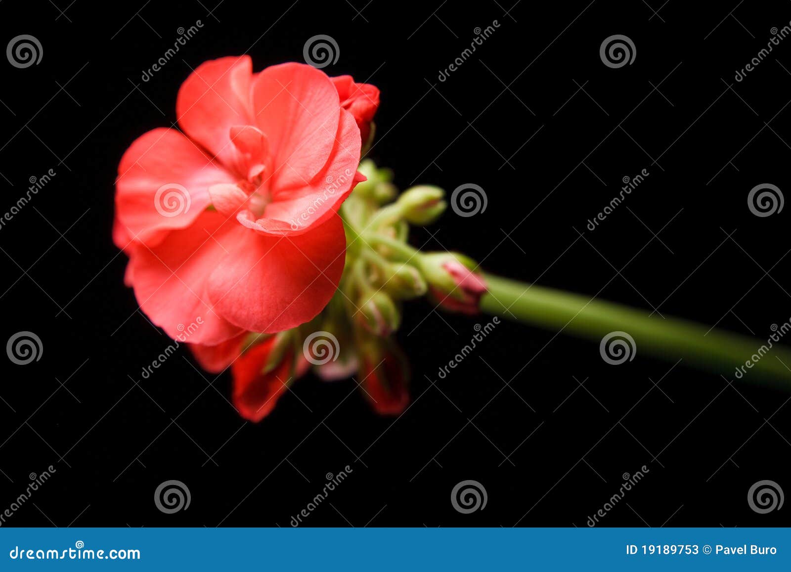 Geranium bud expanding stock image. Image of nature, gardening - 19189753