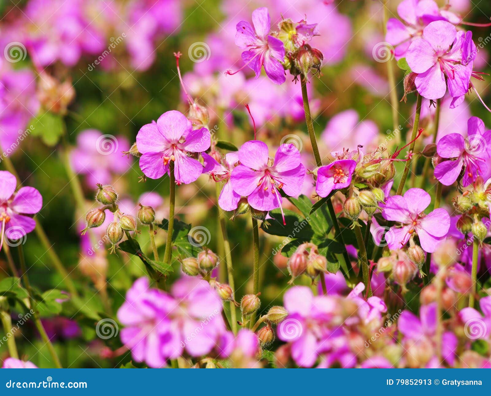 Geranium Cantabrigiense `Cambridge` Stock Image - Image of geranium ...