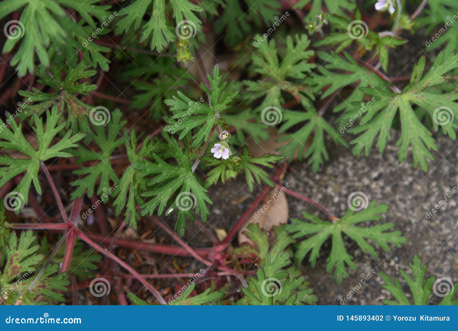Geranium carolinianum stock photo. Image of gardening - 145893402