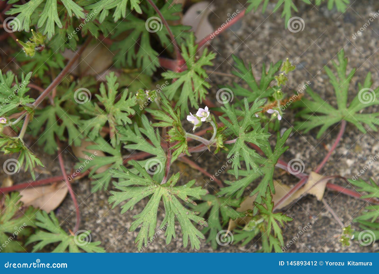 Geranium carolinianum stock photo. Image of spring, geranium - 145893412