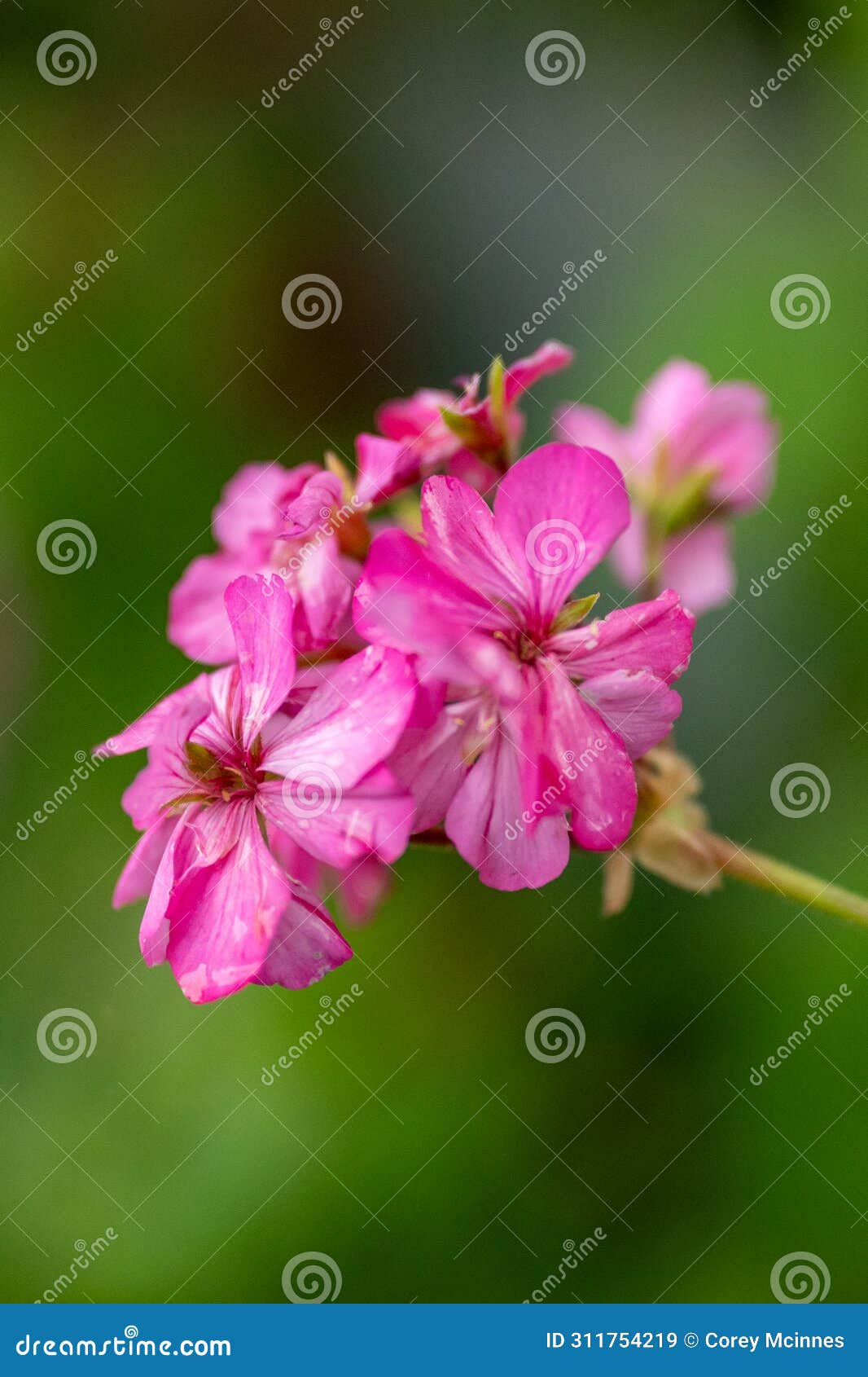 Geranium Delight stock image. Image of focus, garden - 311754219
