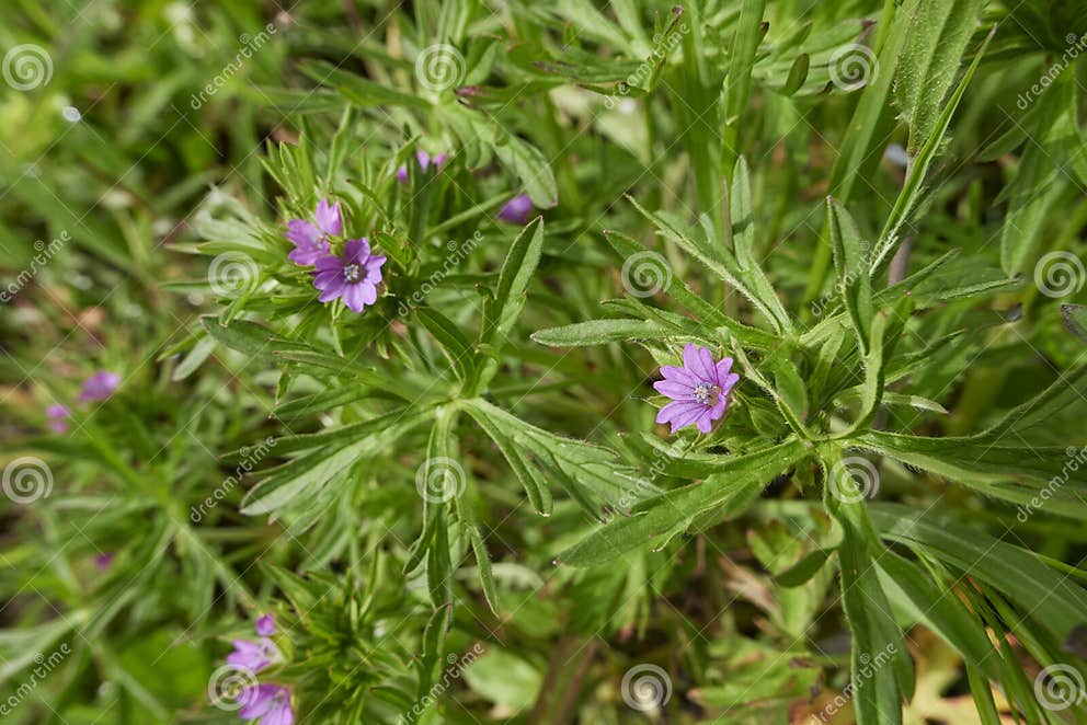 Geranium Dissectum Plant Close Up Stock Image - Image of geranium ...