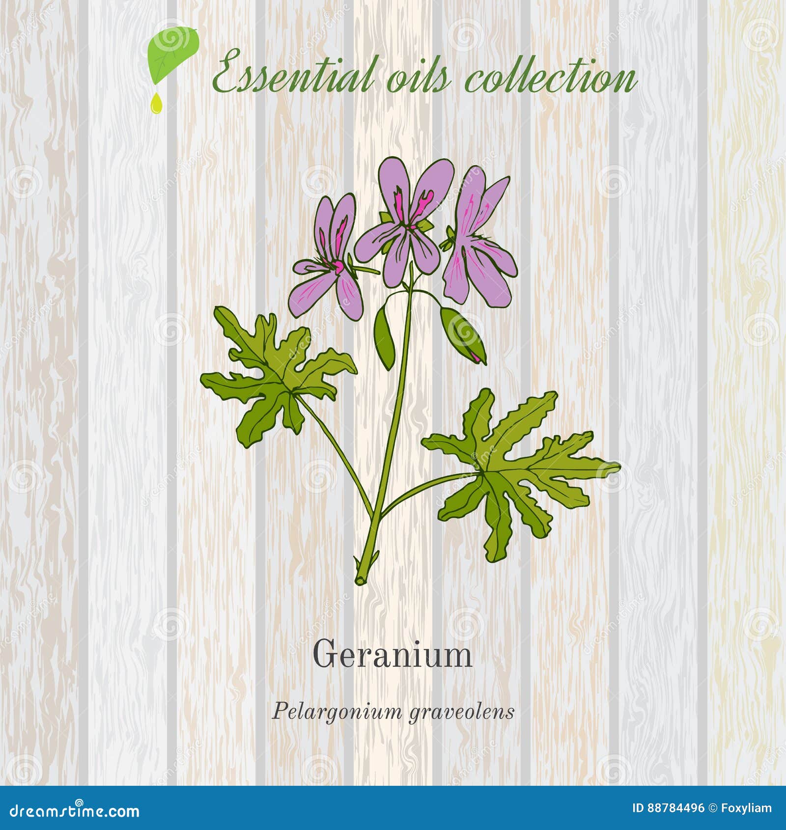 Geranium, Essential Oil Label, Aromatic Plant Stock Vector ...