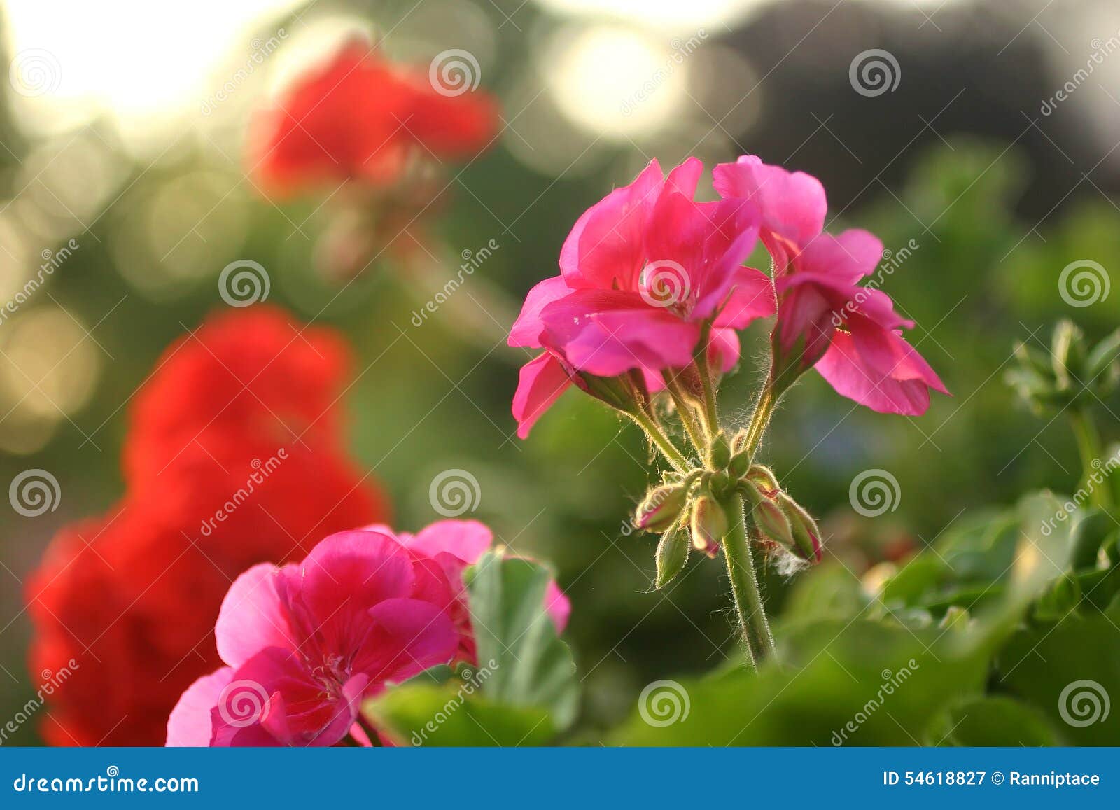 Geranium stock image. Image of gardening, cranesbill - 54618827