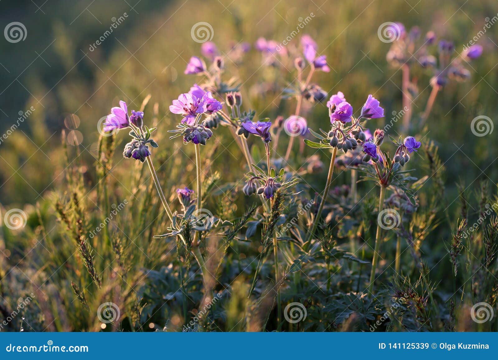 Geranium Field, Spring Meadow. Bright Spring Morning. Bokeh Stock Image ...