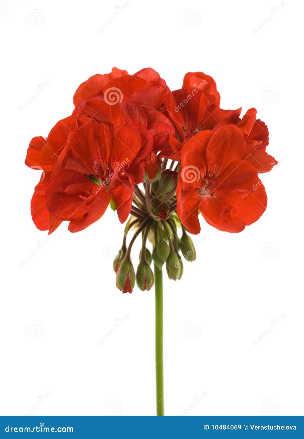 664 Cut Geranium Stock Photos - Free & Royalty-Free Stock Photos from ...