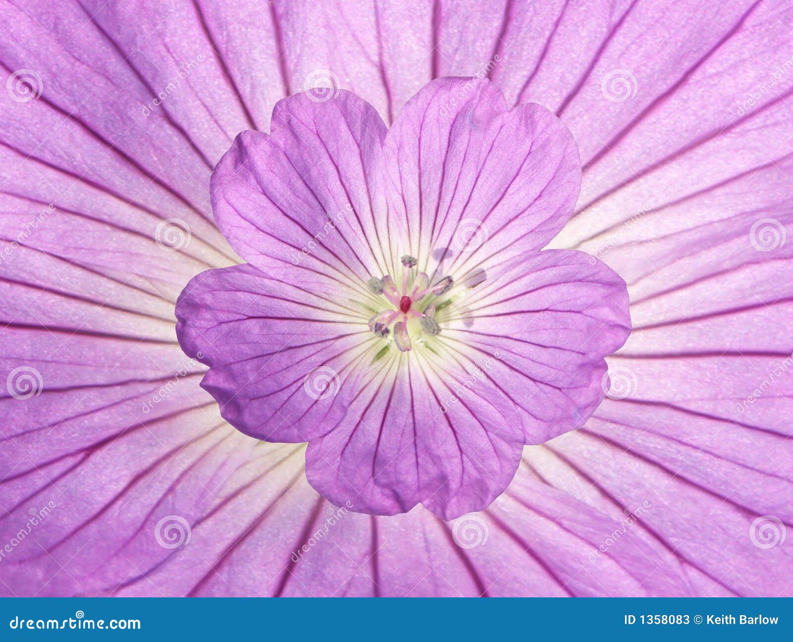 Geranium Flower Border Royalty-Free Stock Photography | CartoonDealer ...