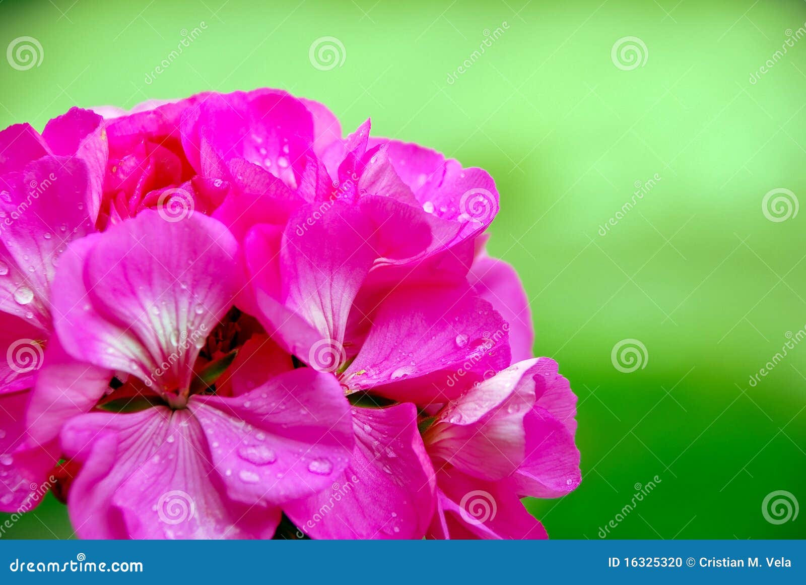 Geranium Flower Border Royalty-Free Stock Photography | CartoonDealer ...