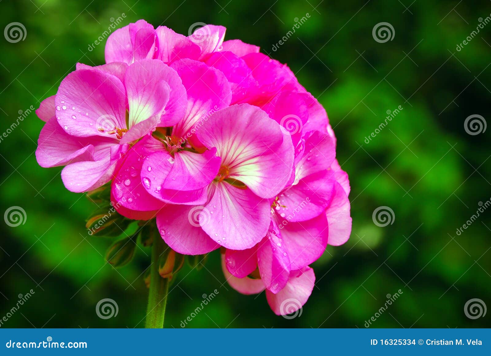 Geranium flower stock photo. Image of geraniaceae, green - 16325334