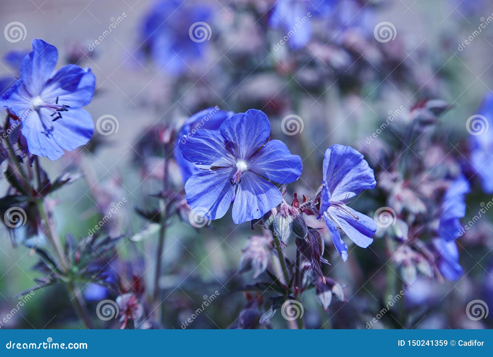 Geranium flower stock image. Image of beautiful, garden - 150241359
