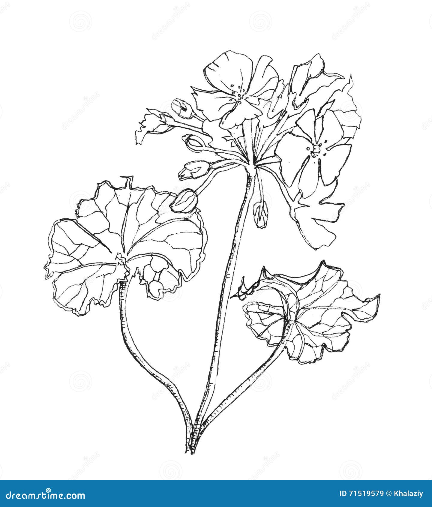 Geranium flower stock illustration. Illustration of botanical - 71519579