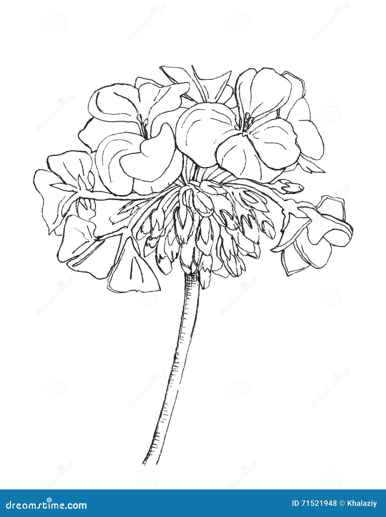 Geranium flower stock illustration. Illustration of geranium - 71521948