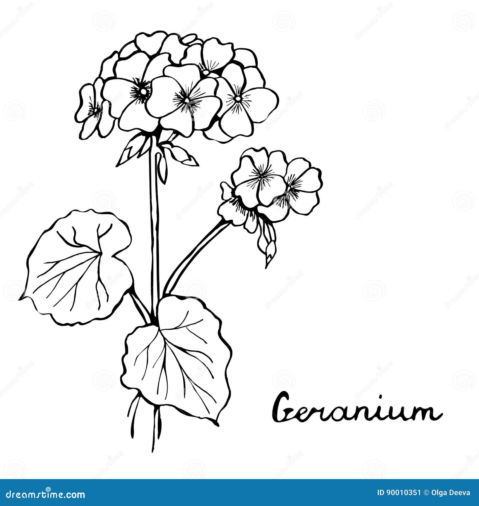 Geranium Plant Drawing
