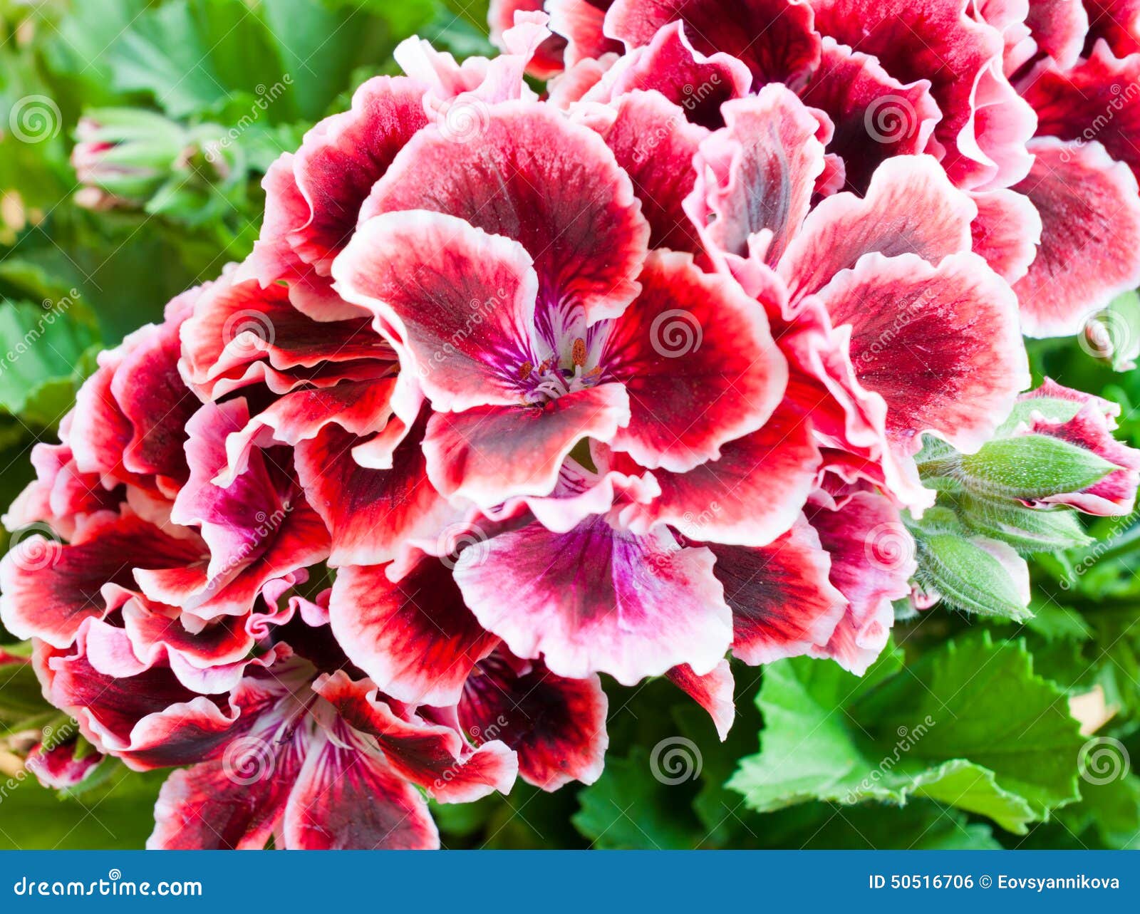 Geranium flower, close up stock photo. Image of delicate - 50516706