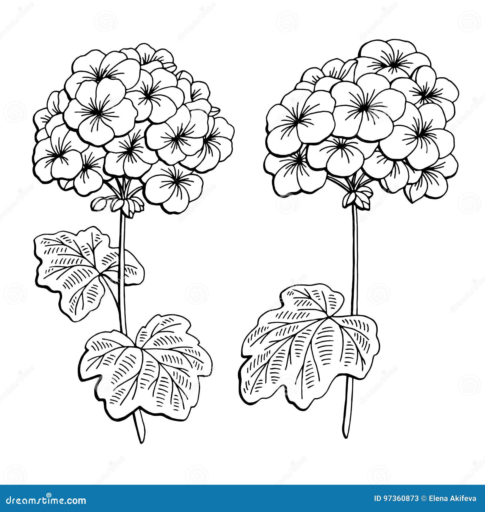 Geranium Flower Graphic Black White Isolated Sketch Illustration Stock ...