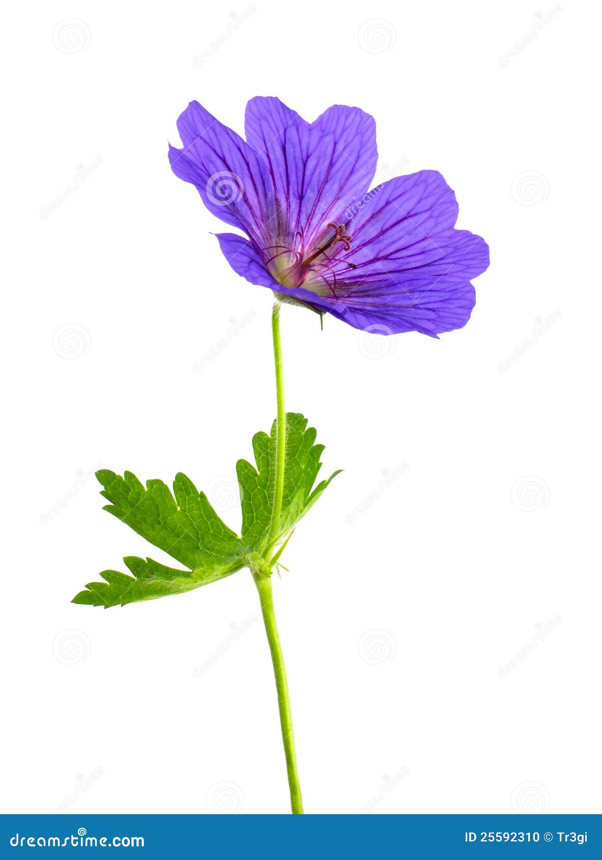 Geranium Flower Isolated on White Stock Photo - Image of delicate ...