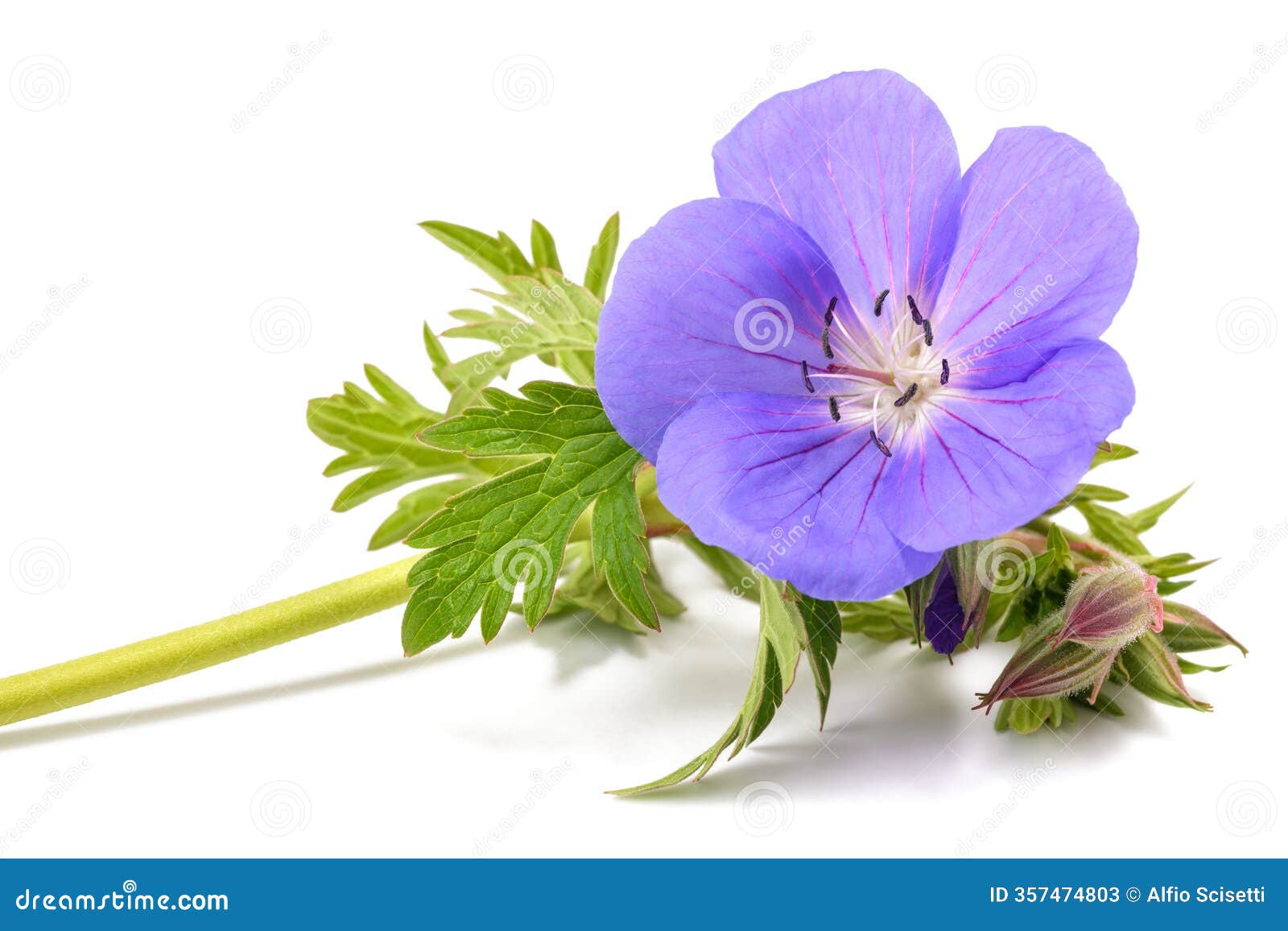Geranium Flower Cart Stock Photo | CartoonDealer.com #94710654