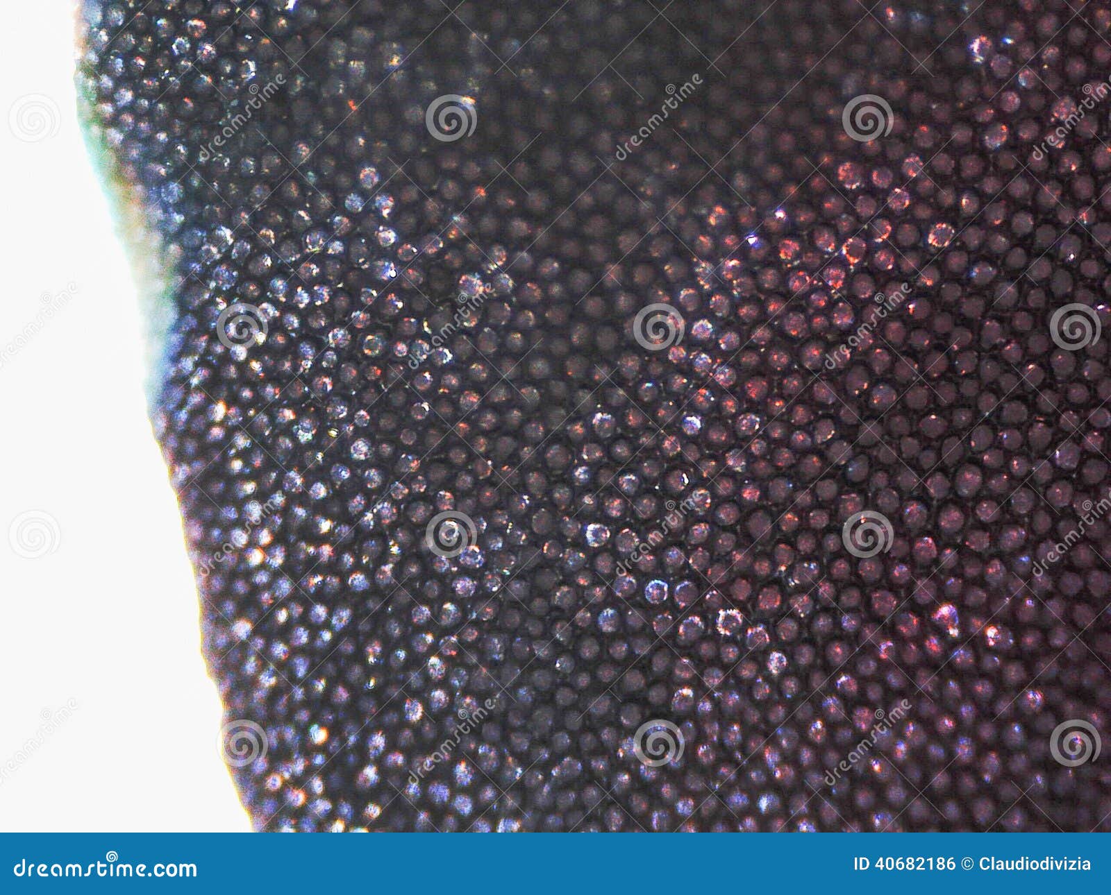 Geranium flower micrograph stock photo. Image of research - 40682186