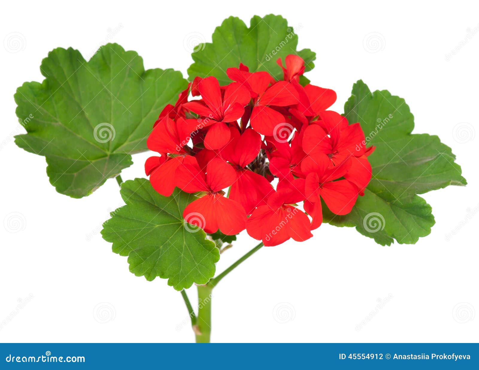 Geranium flower stock photo. Image of macro, green, isolated - 45554912