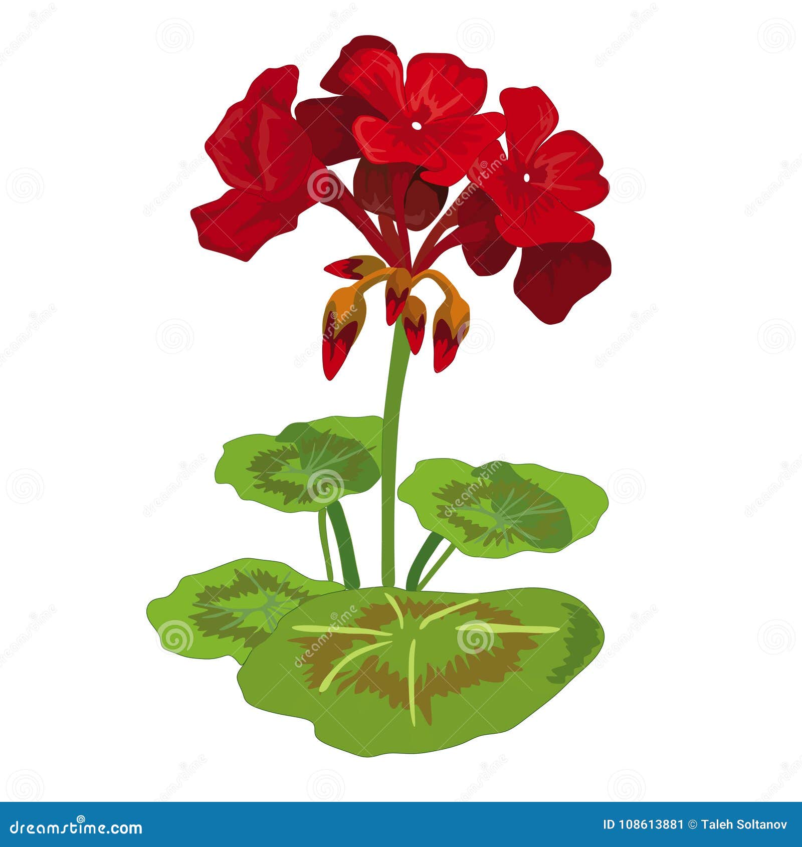Geranium Flower Vector File Stock Vector - Illustration of vector ...