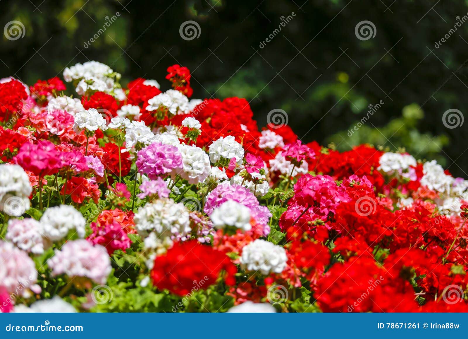 Geranium Flowerbed with Mixed White, Pink and Red Geranium Flowers ...