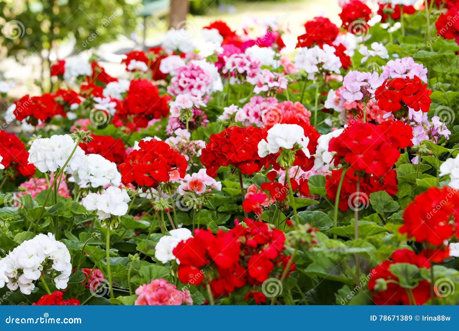 Geranium Flowerbed with Mixed White, Pink and Red Geranium Flowers ...