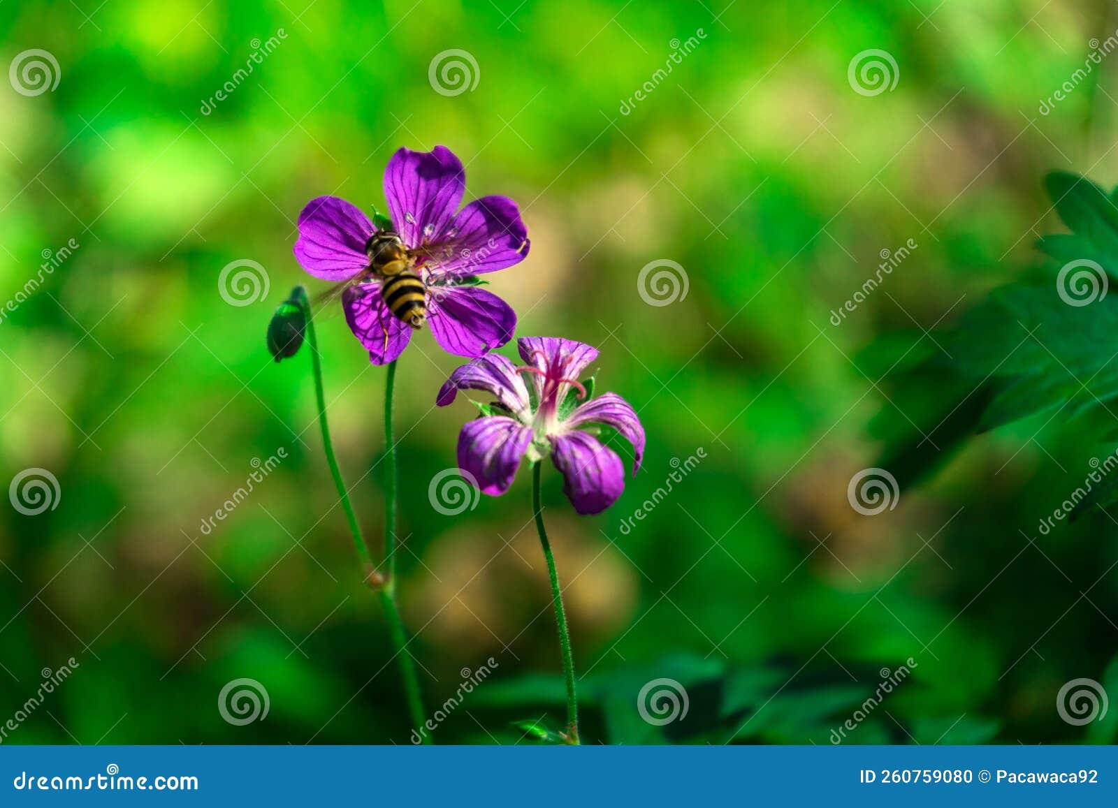 Geranium Flowering with Honey Bee Collecting Pollen. Geranium Ibericum ...