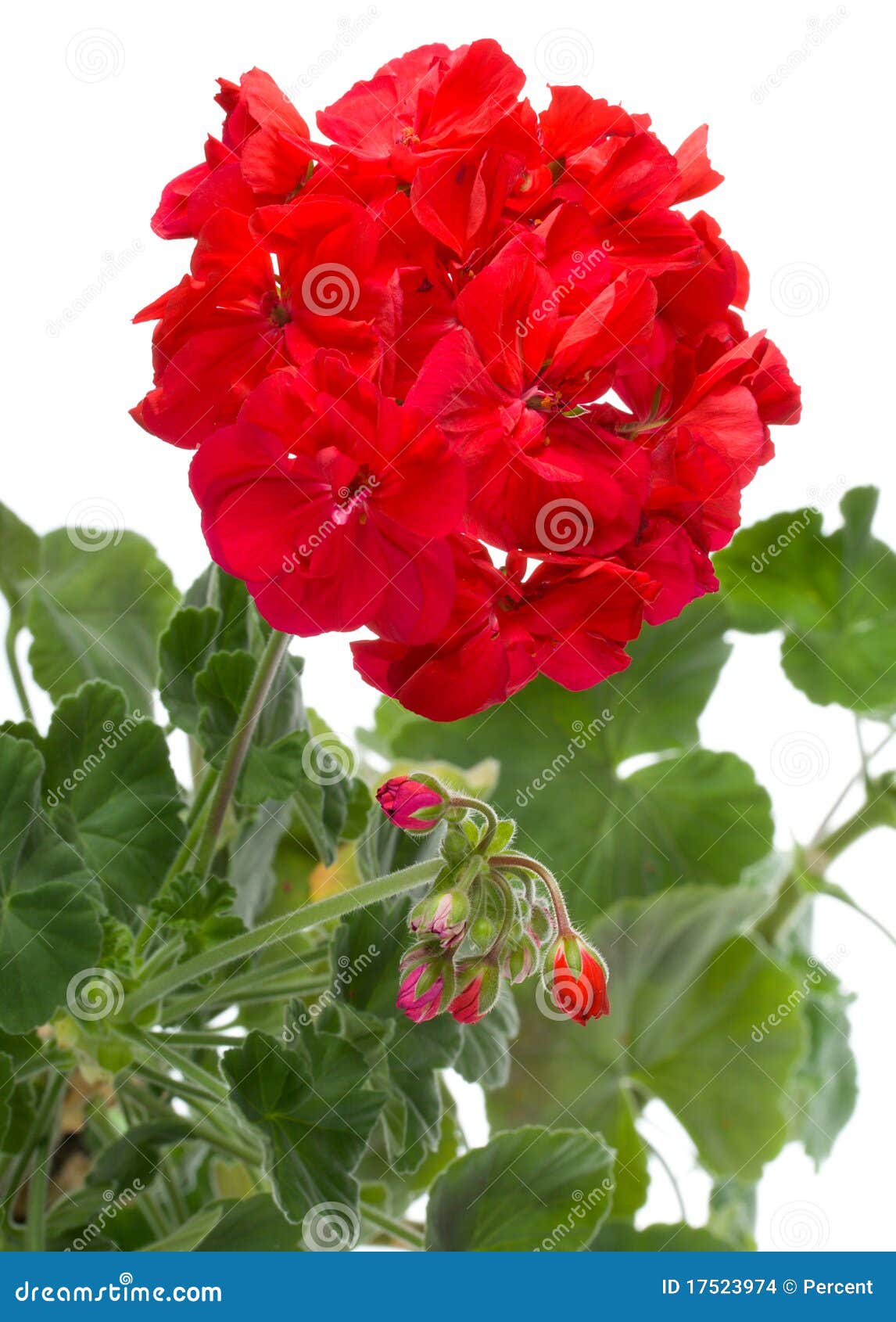 Geranium flowers stock photo. Image of potted, flower - 17523974