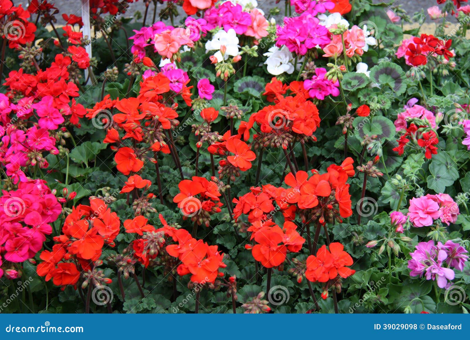 Geranium Flowers. stock photo. Image of heads, sale, geraniums - 39029098
