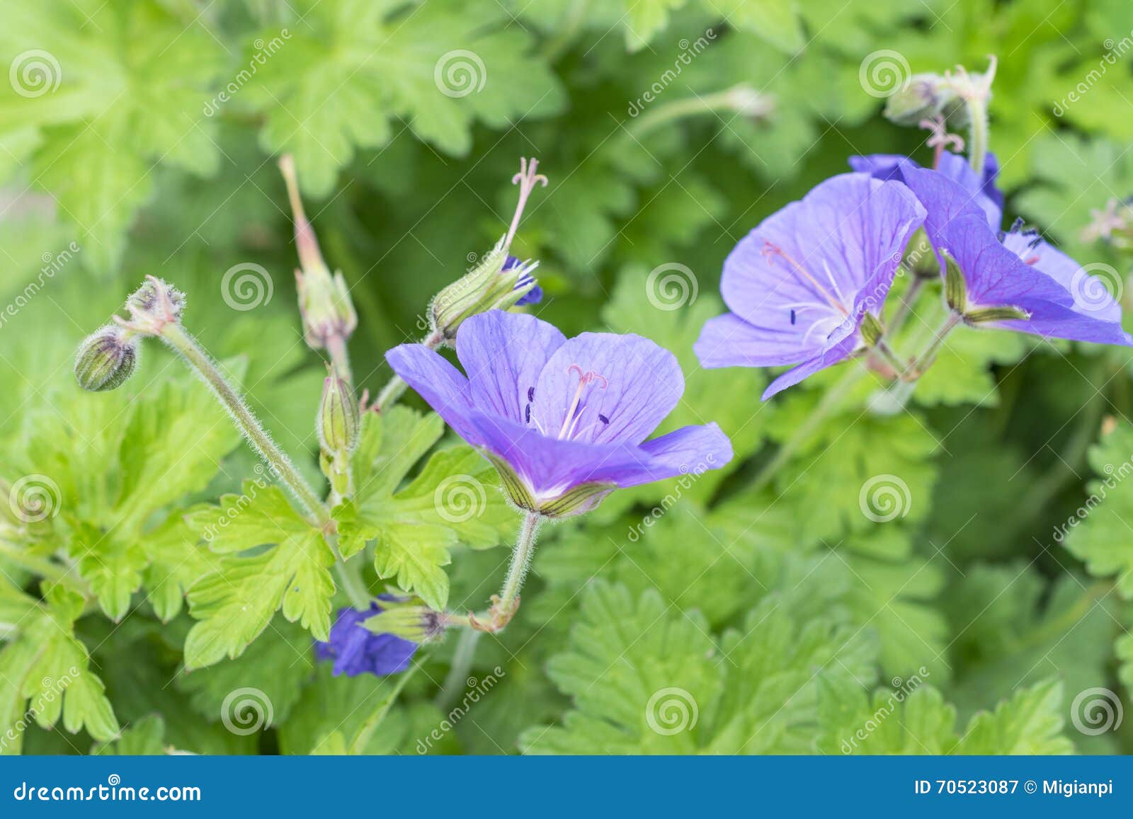 Geranium flowers blue stock image. Image of garden, flowers - 70523087