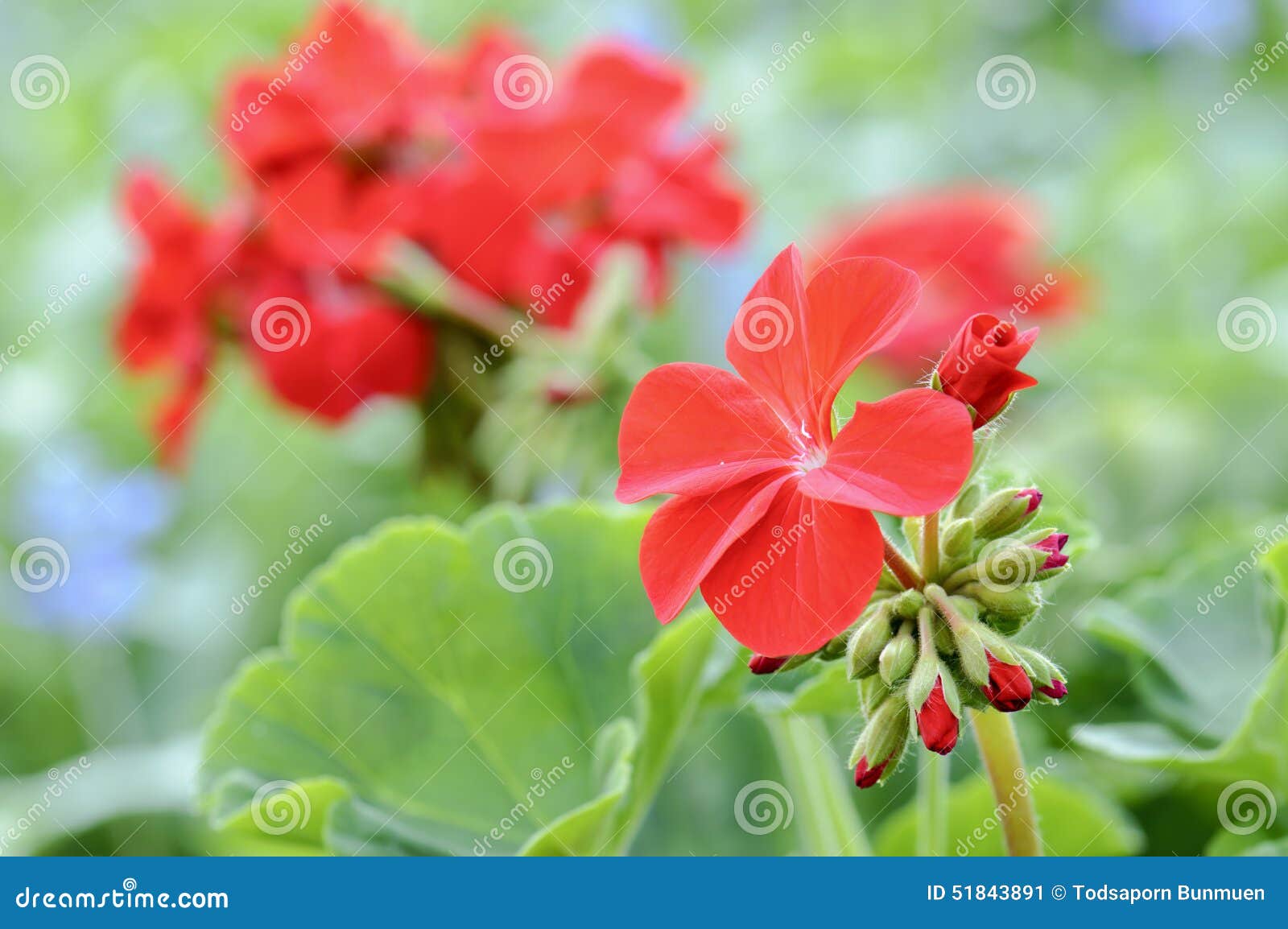 Geranium flowers stock image. Image of saturated, close - 51843891