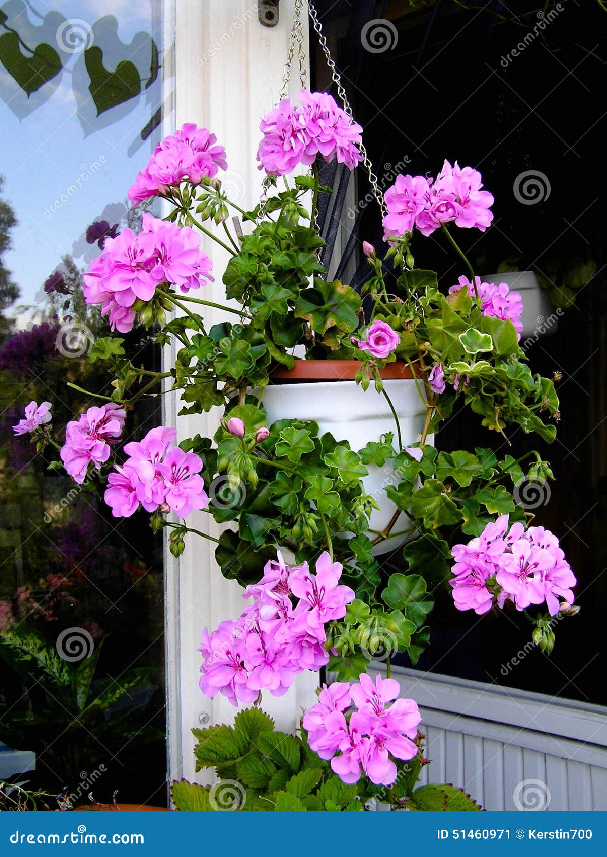 Geranium Flowers in Hanging Basket on a Balcony Stock Image - Image of ...