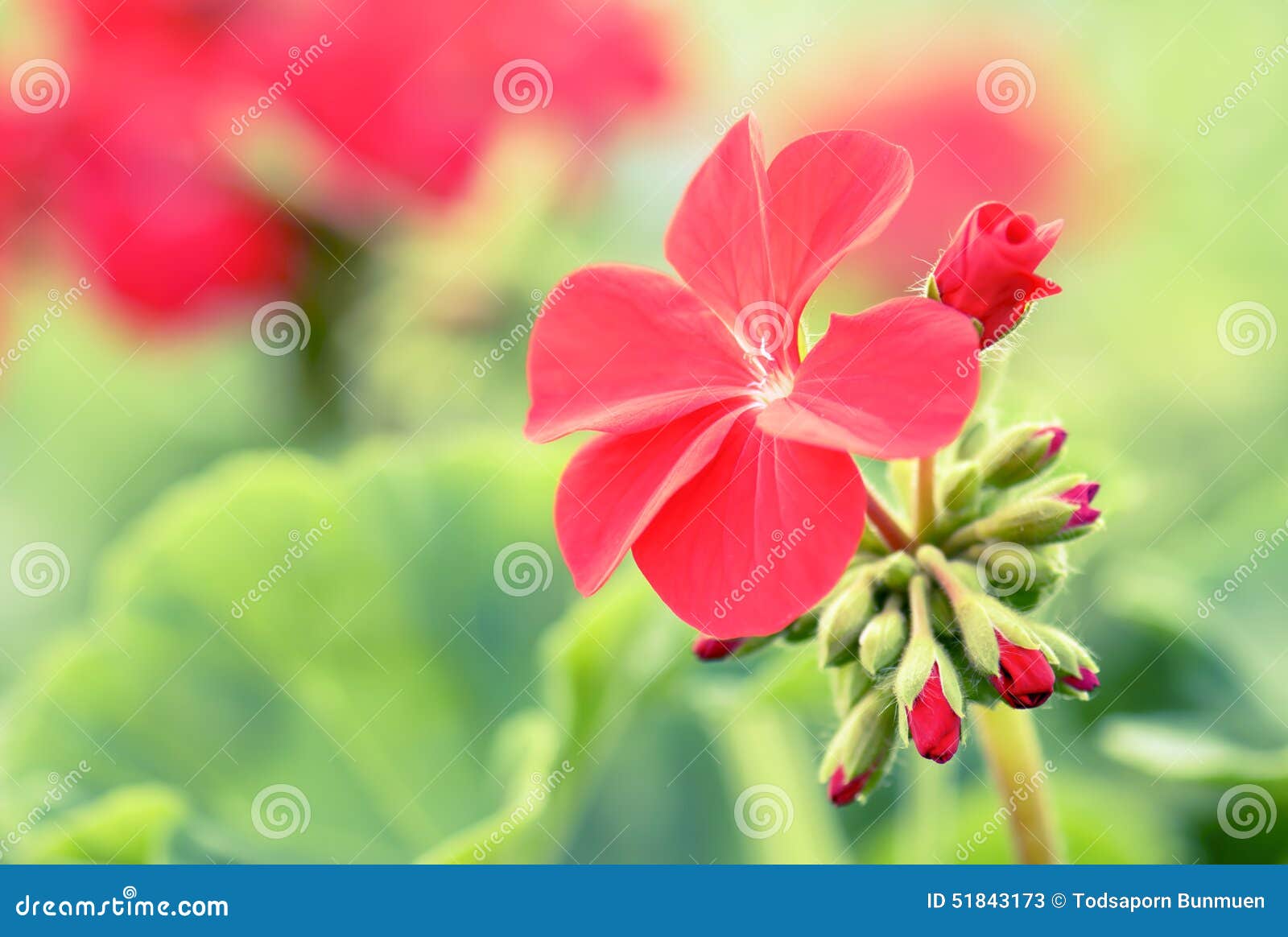Geranium Flowers , Macro Close Up Stock Image - Image of pelargonium ...