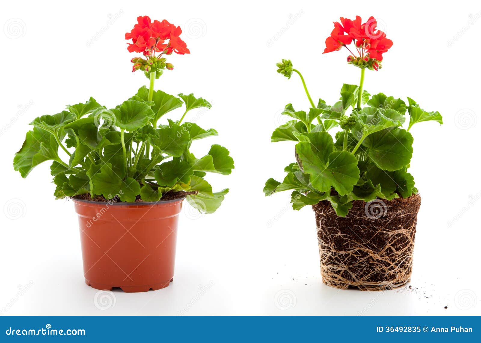 30,608 Used Flowers Photos - Free & Royalty-Free Stock Photos from ...