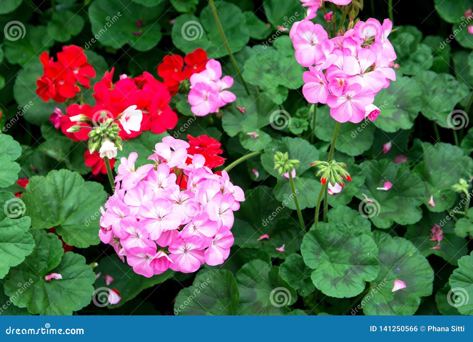 Pelargonium Hortorum Stock Photo | CartoonDealer.com #112542042