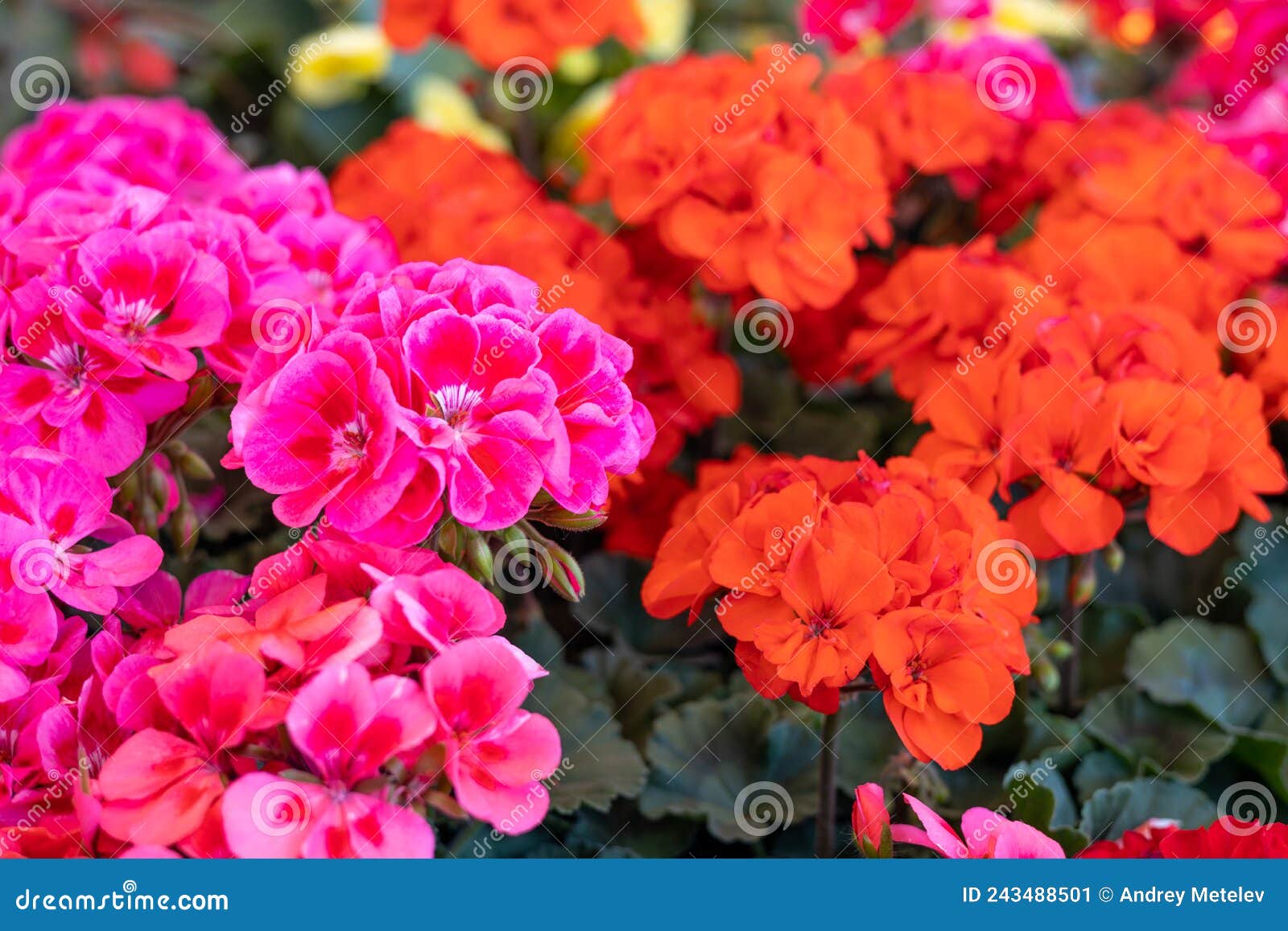Geranium Flowers of Various Colors in Perspective Stock Image - Image ...