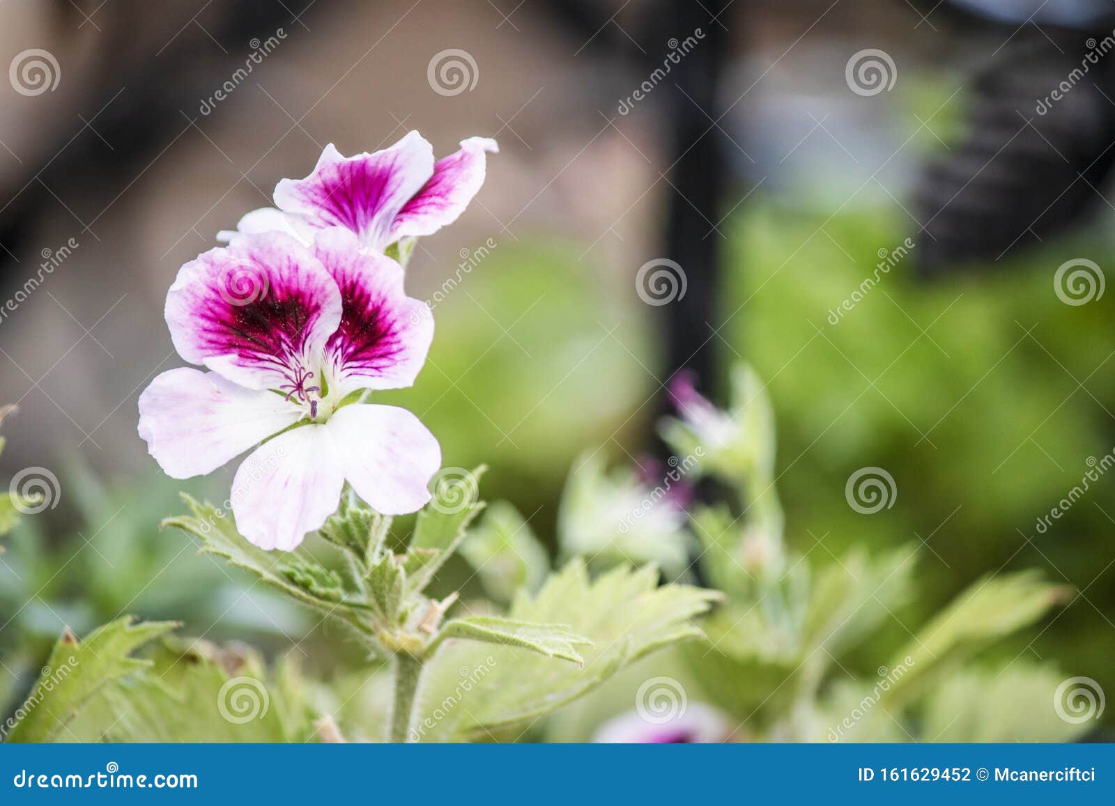 Geranium Herbaceous Purple and White Color in Closeup Stock Photo ...