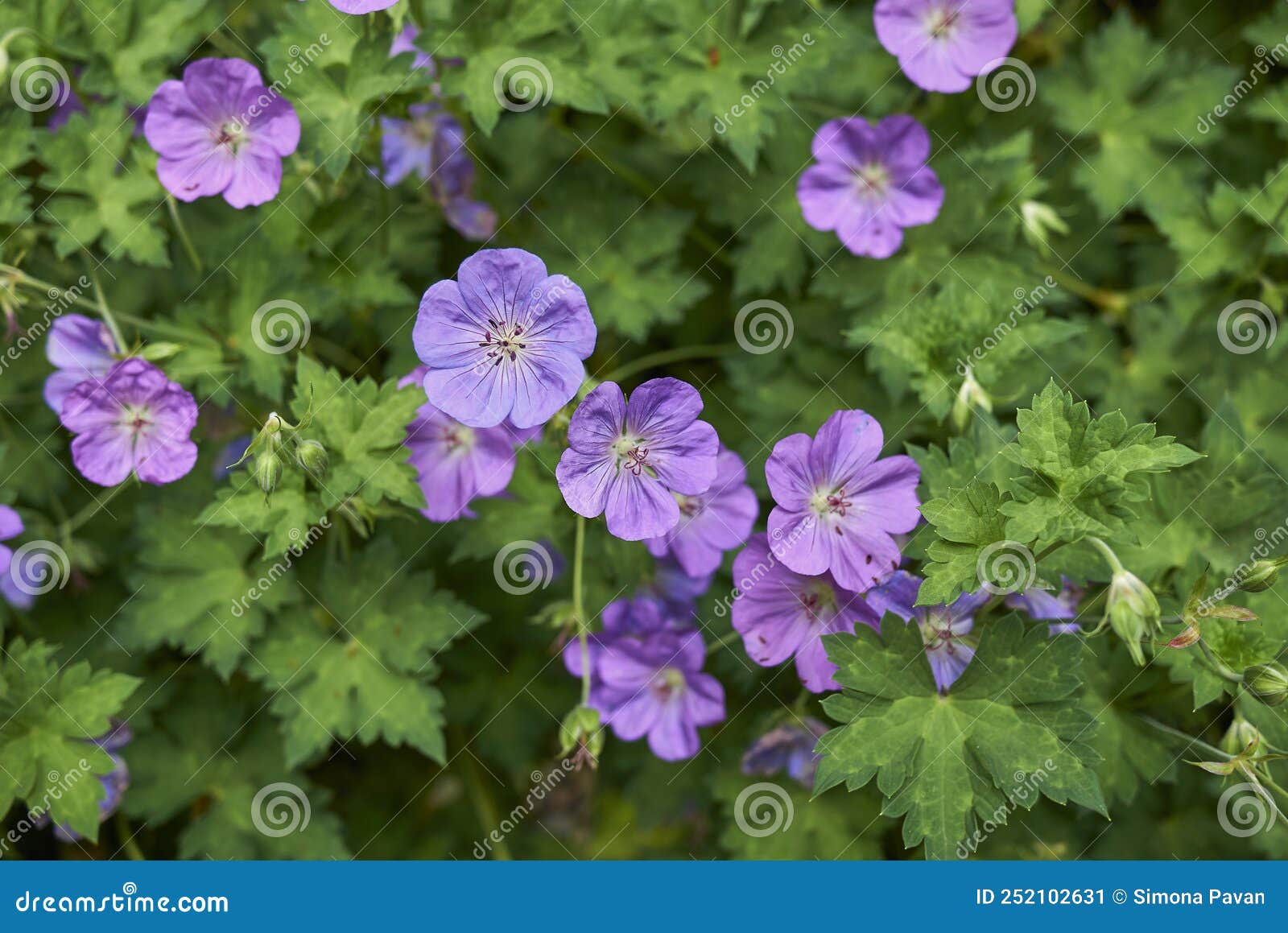 Geranium Himalayense Is A Broad-growing Geranium With Beautiful Blue ...
