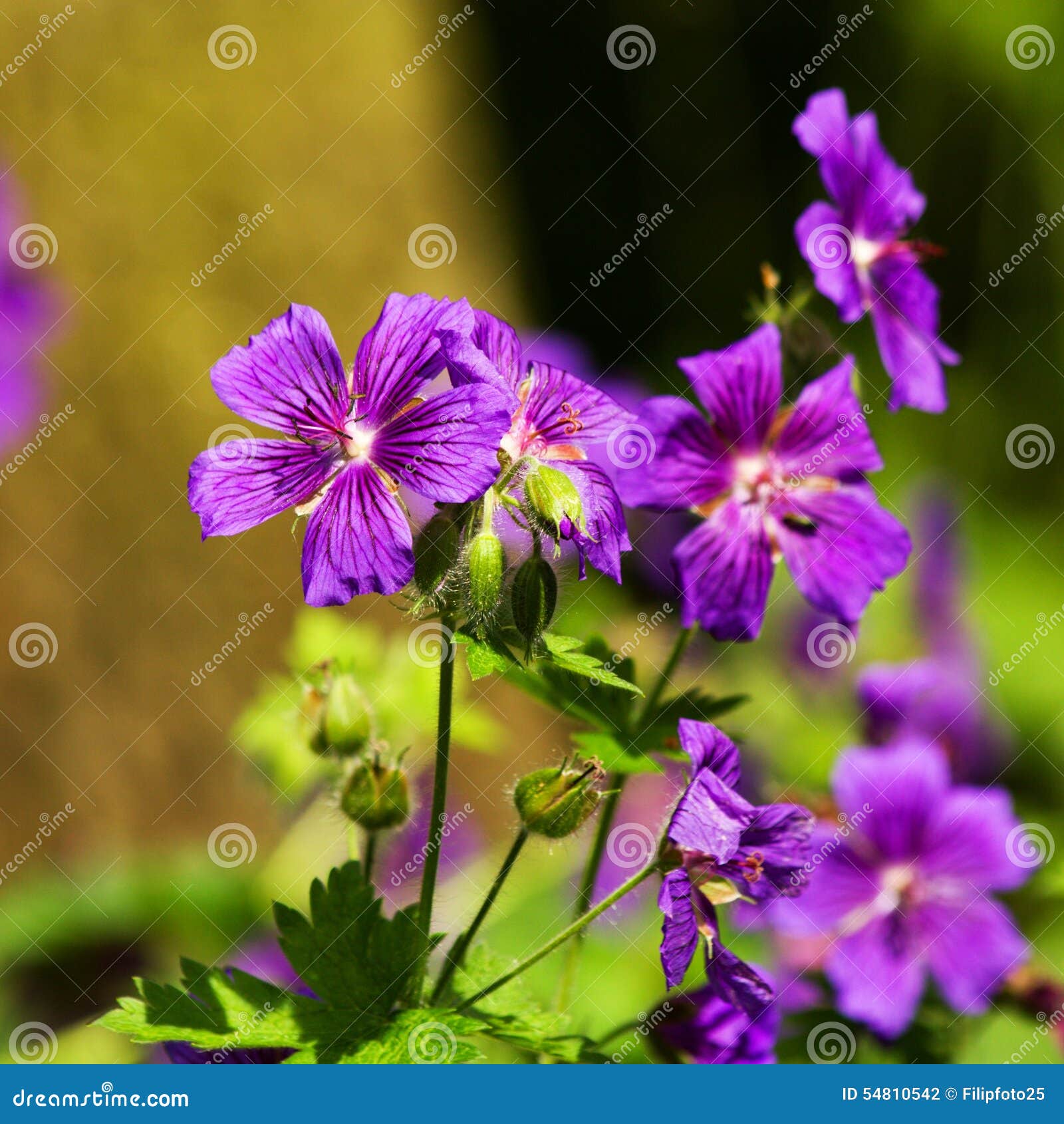 Geranium ibericum stock photo. Image of gardener, green - 54810542