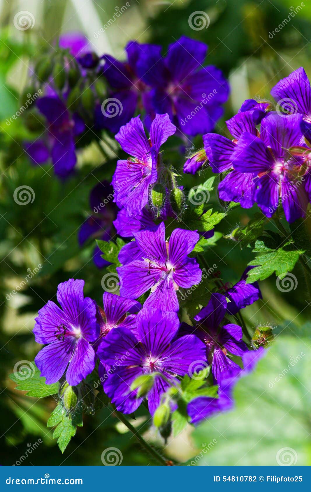 Geranium ibericum stock photo. Image of holiday, head - 54810782