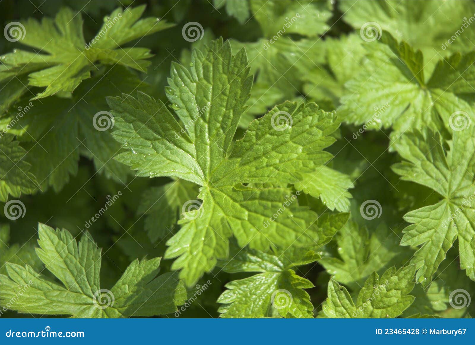 Geranium Leaf stock photo. Image of flora, close, green - 23465428