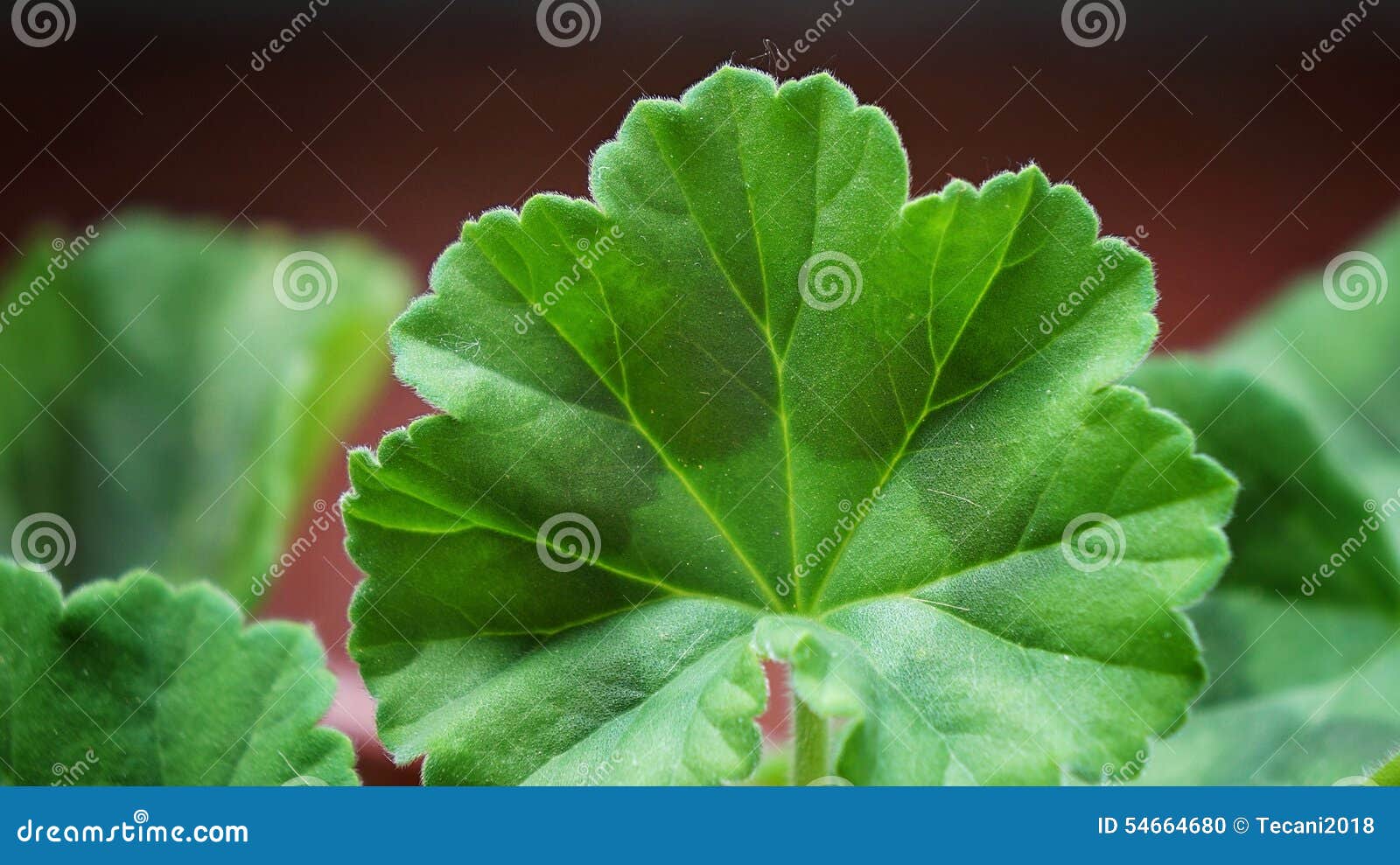 Geranium leaf stock photo. Image of plant, leaf, branch - 54664680