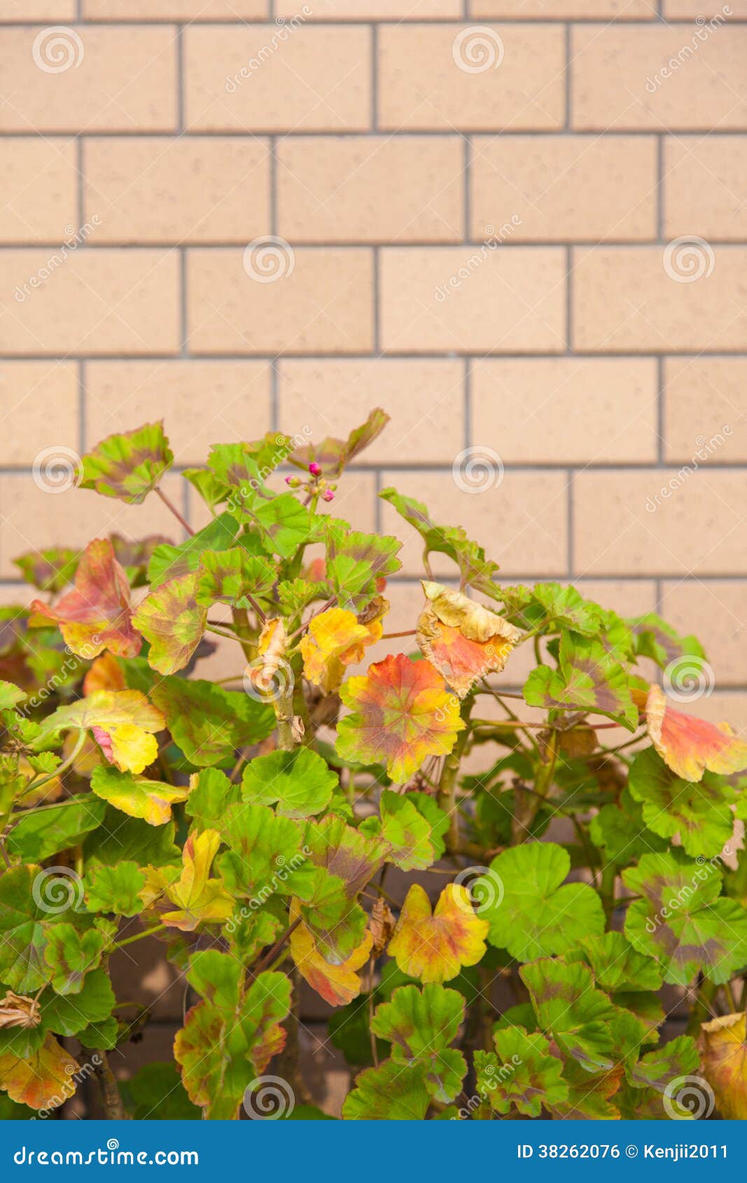 Geranium leaves of winter stock photo. Image of colorful - 38262076